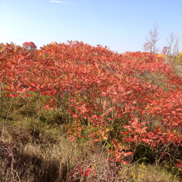 Staghorn Sumac | Project Noah