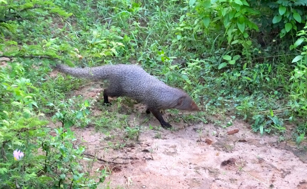 Ruddy Mongoose | Project Noah