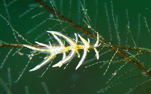 Nudibranch Eubranchus | Project Noah