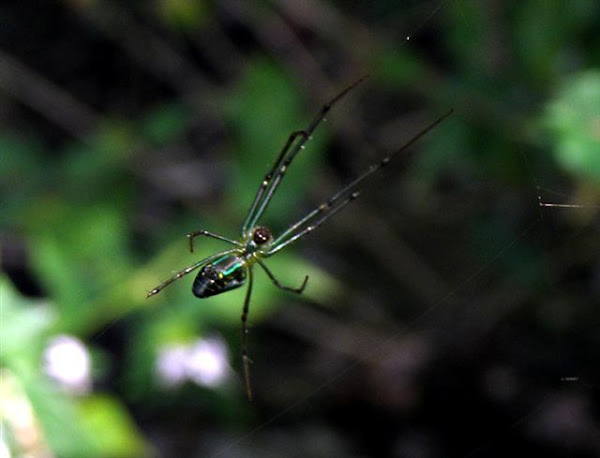 Silver vlei spider | Project Noah