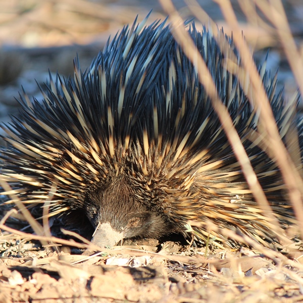 Short-beaked Echidna | Project Noah