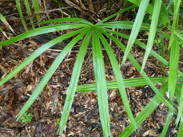 Needle Palm | Project Noah