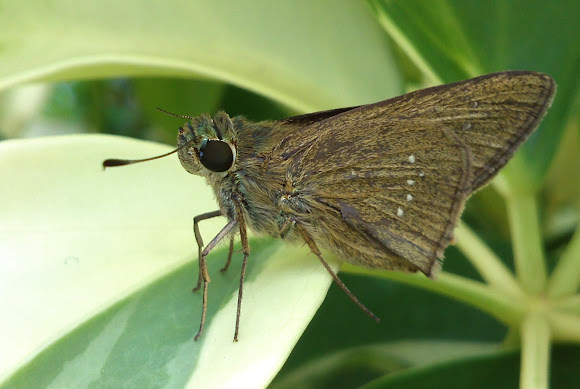 Small Branded Swift | Project Noah