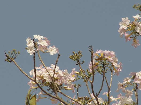 जय मंगल Padri Tree | Project Noah