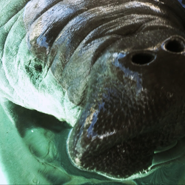 Manatee | Project Noah
