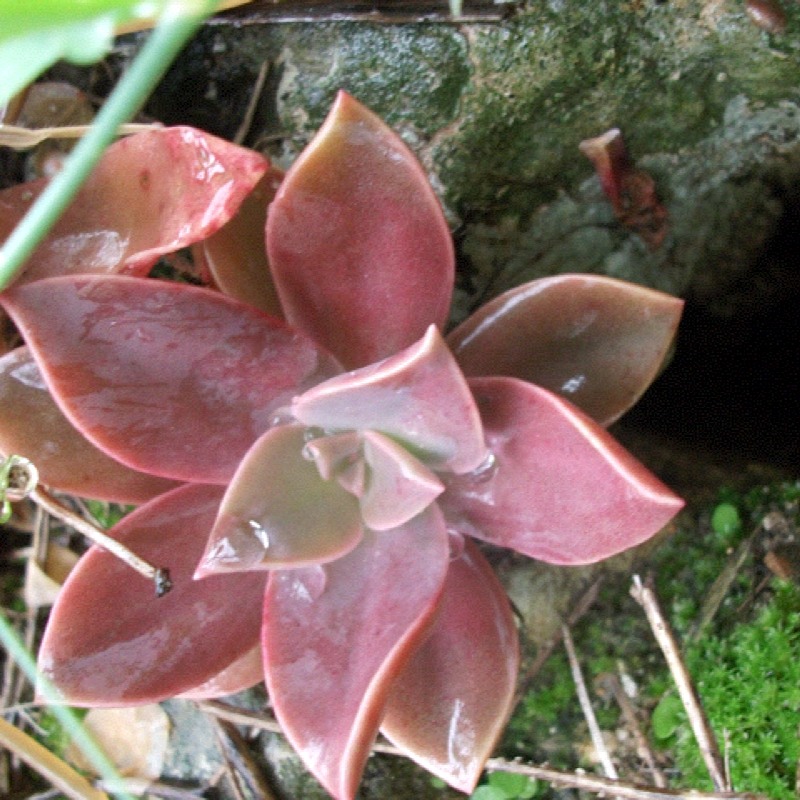 Unknown Plant | Project Noah