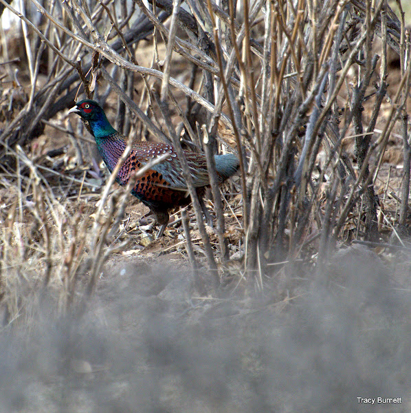 Common Pheasant | Project Noah