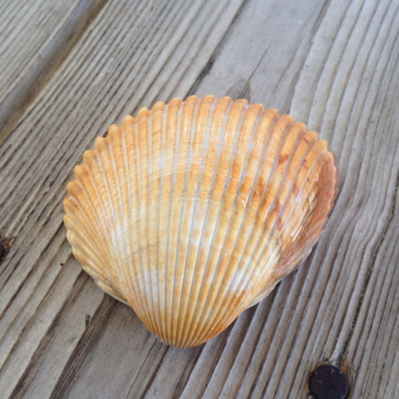 Giant Atlantic Cockle | Project Noah