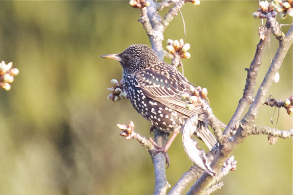 Common Starling | Project Noah