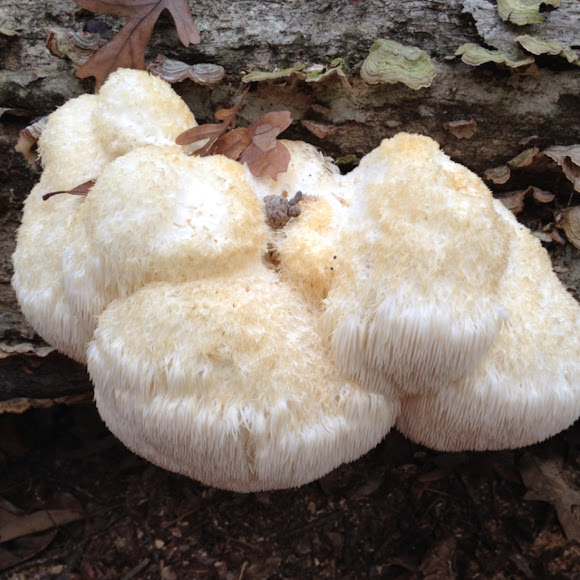 Monkey head mushroom | Project Noah