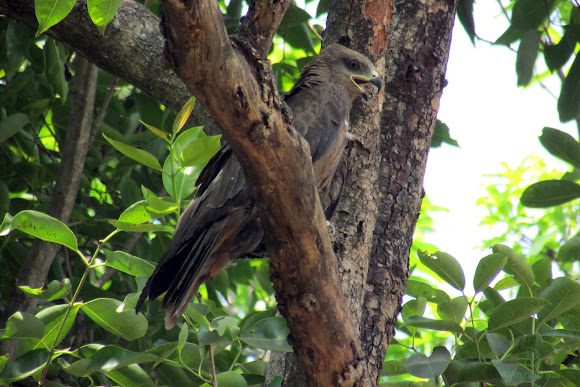 Pariah kite | Project Noah