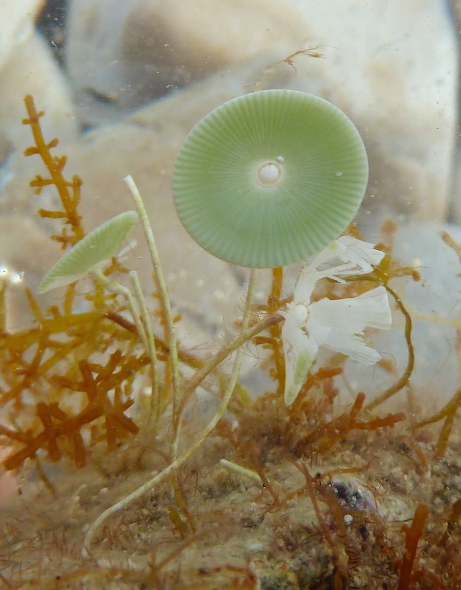 Green Alga / Zelena alga | Project Noah