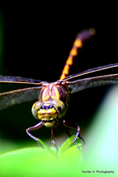 Common Sanddragon | Project Noah