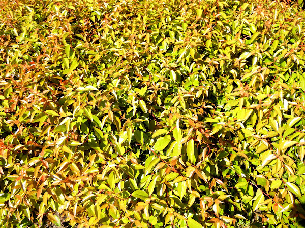 Shiny xyloma | Project Noah