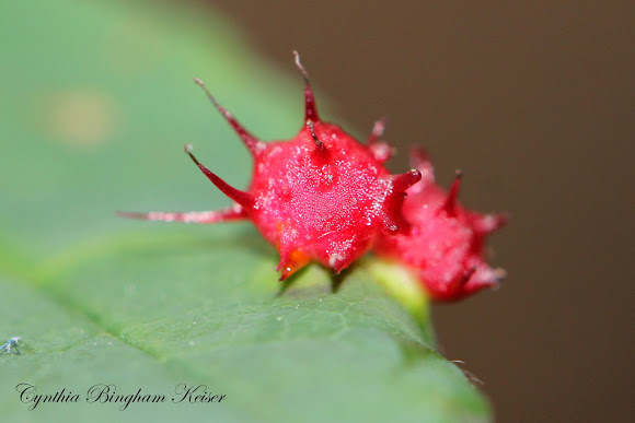 Spiny Leaf Gall Wasp | Project Noah