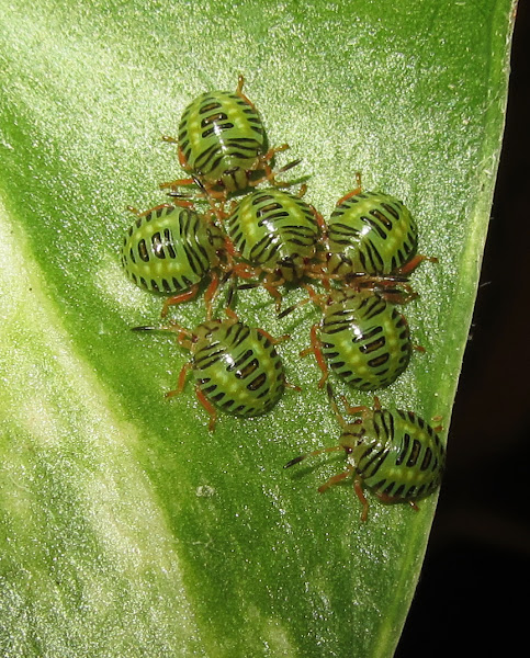 Stink Bug Nymphs | Project Noah