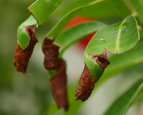Leaf-twisting Weevil | Project Noah