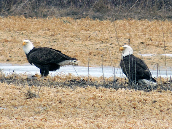 Bald Eagle | Project Noah