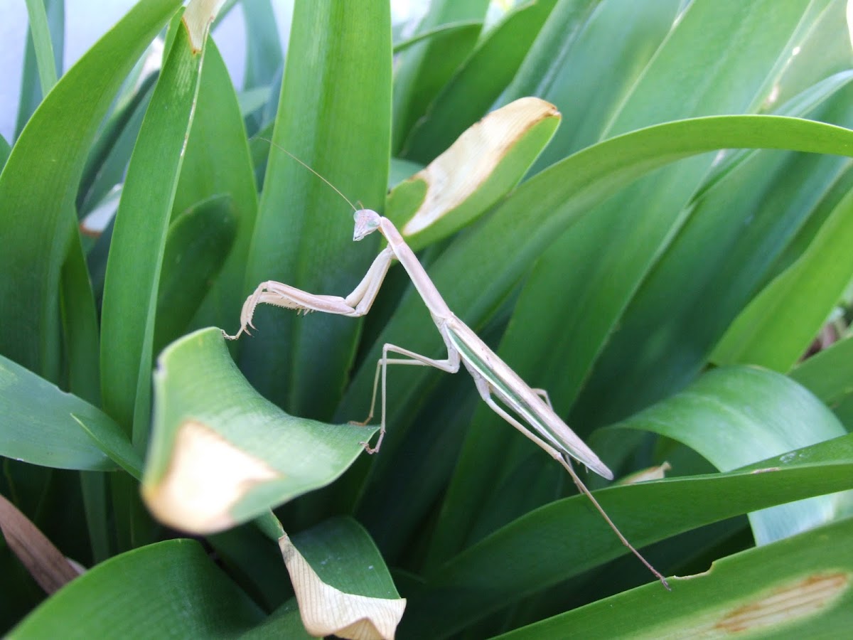 Praying Mantis | Project Noah