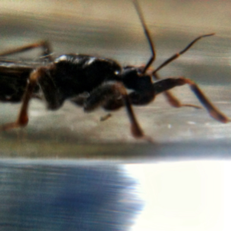 Masked Hunter (Assassin Bug) | Project Noah