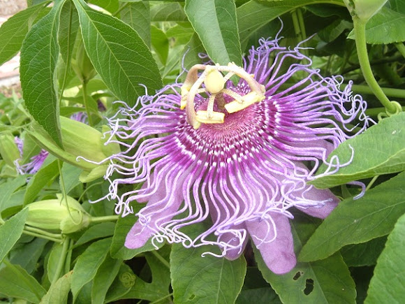 Maypop (Passionflower) | Project Noah
