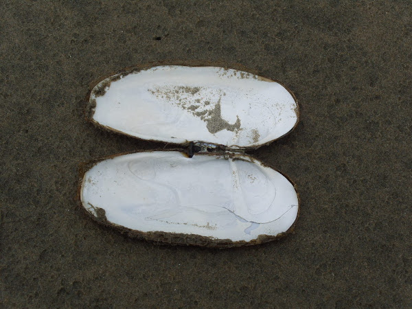 Pacific Razor Clam | Project Noah