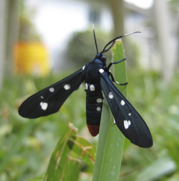 Polka-Dot Wasp Moth | Project Noah