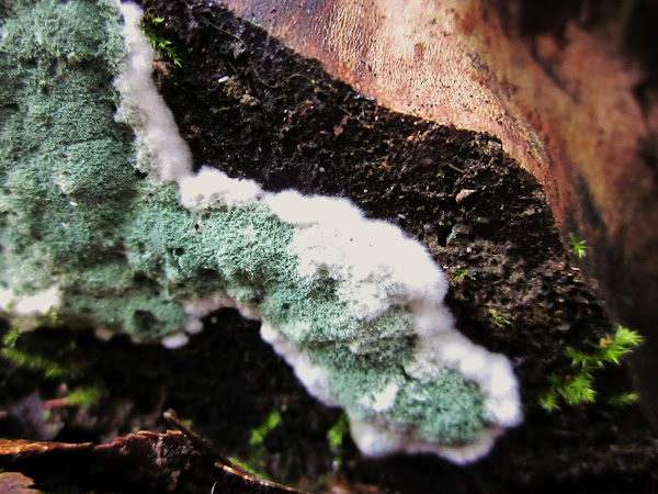 green mold - trichoderma sp ? | Project Noah