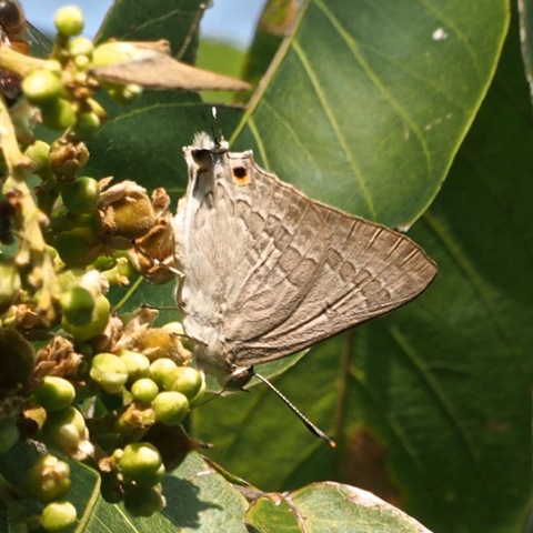 Common Guava Blue | Project Noah