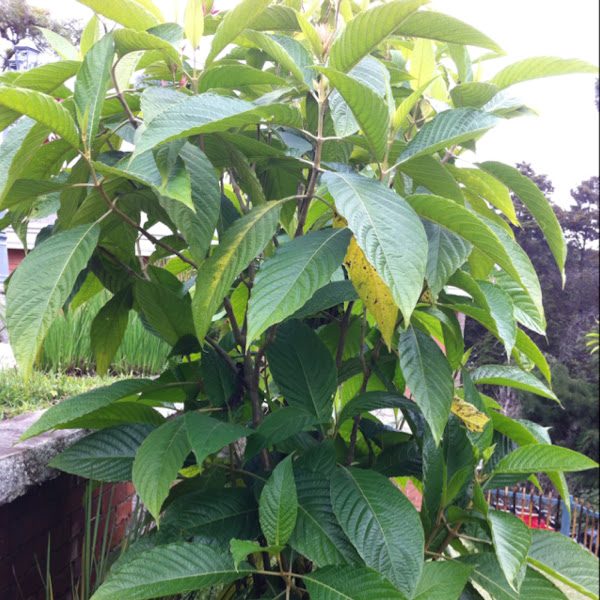 Manto Rojo | Project Noah