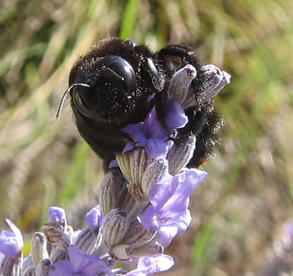 California Carpenter Bee resting | Project Noah