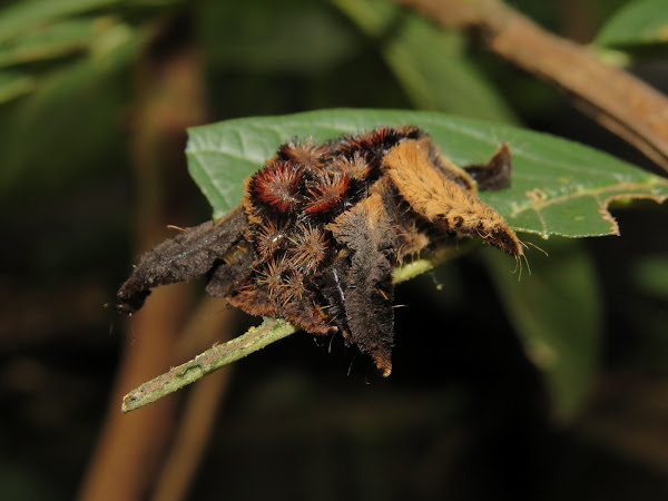 Monkey Slug | Project Noah