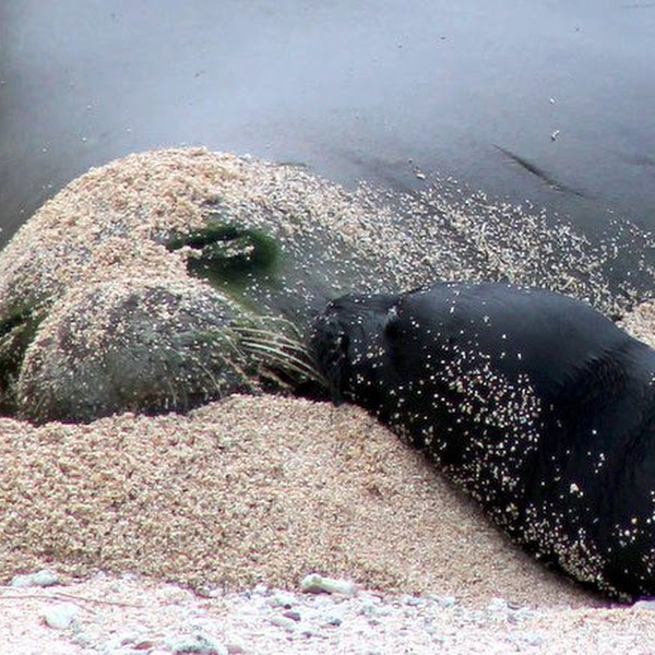 turtle bay (Oahu) endangered species | Project Noah
