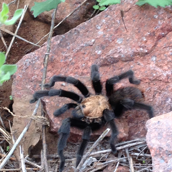 Texas Brown Tarantula | Project Noah