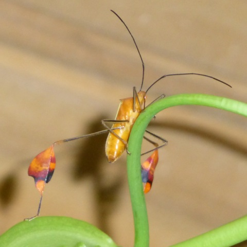 Flag-footed Bug | Project Noah