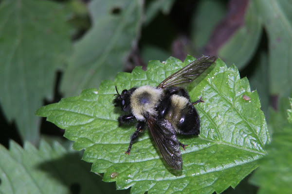 Bumblebee Mimic Robber Fly | Project Noah