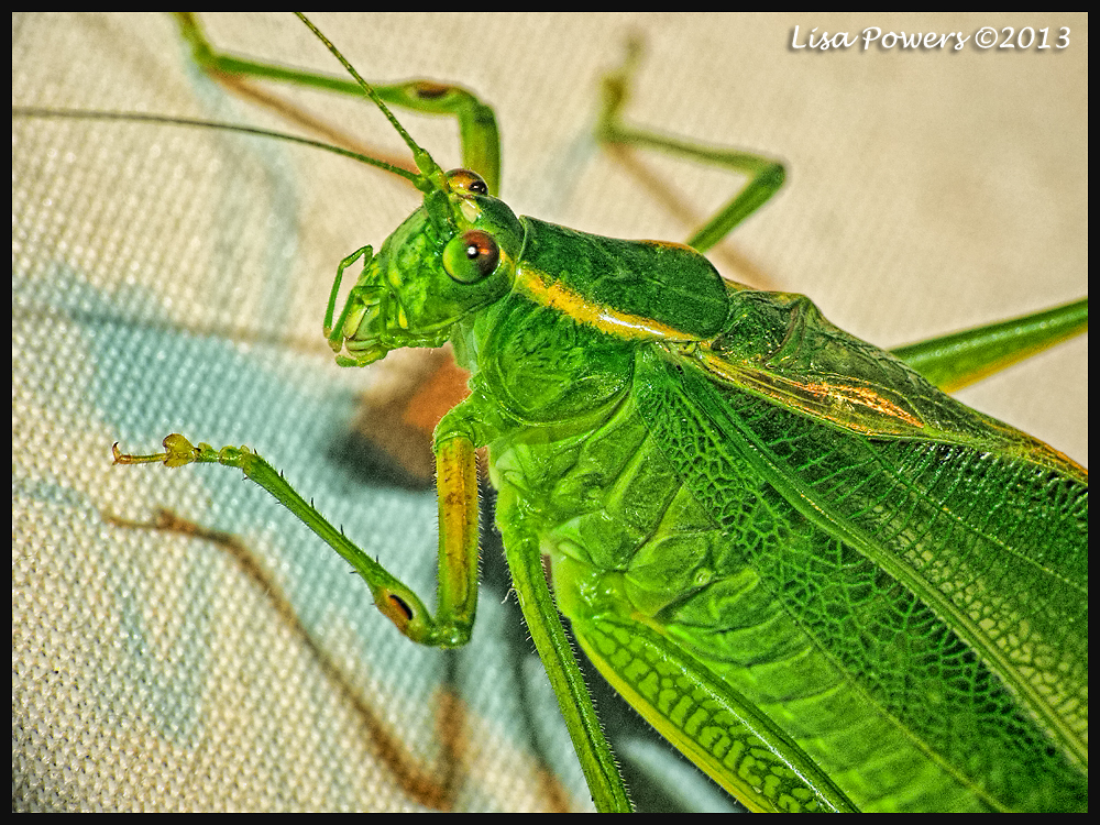 Angular-winged katydid | Project Noah
