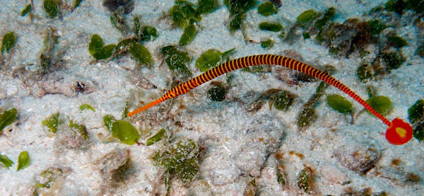banded pipefish | Project Noah