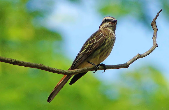 Variegated Flycatcher | Project Noah