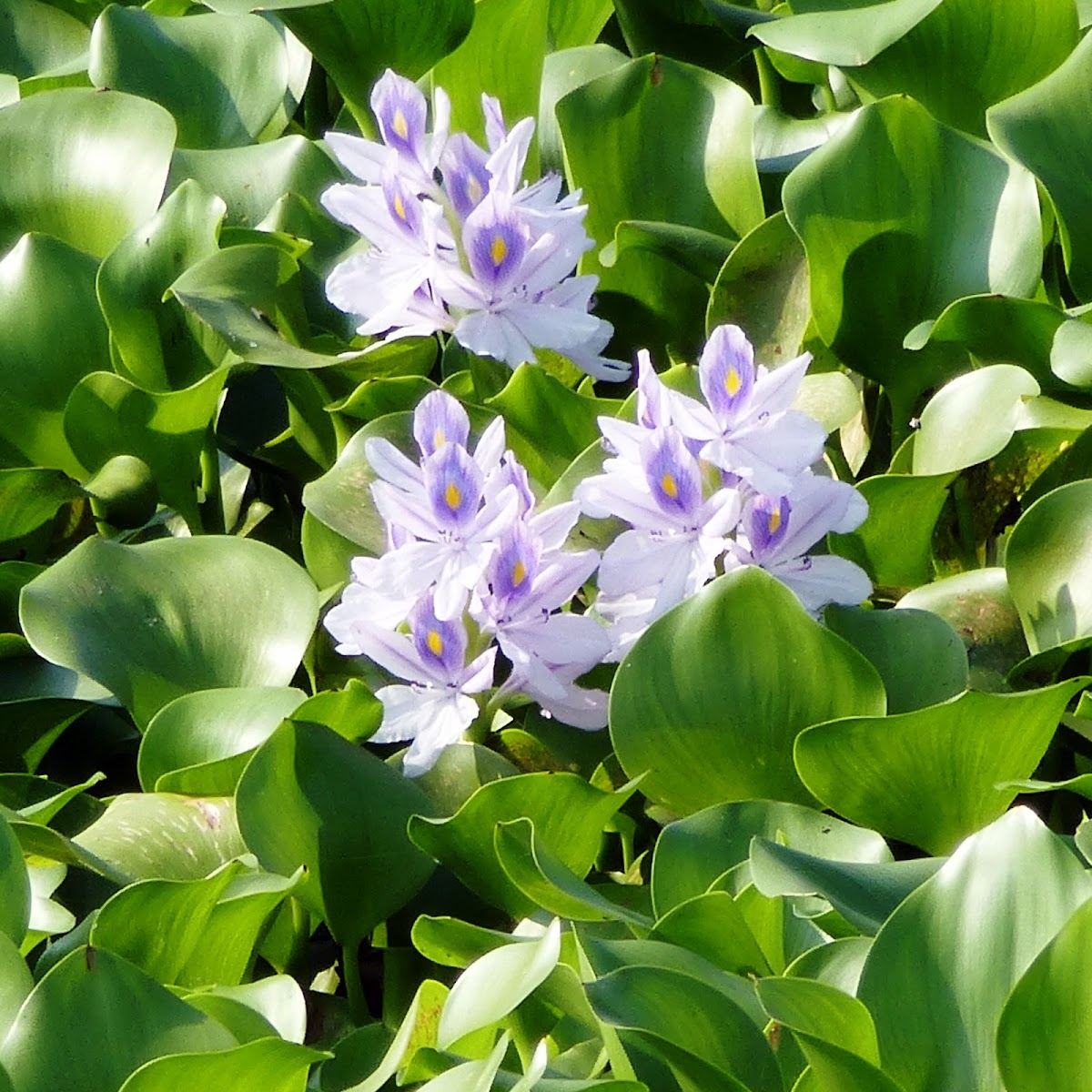 Common Water Hyacinth | Project Noah