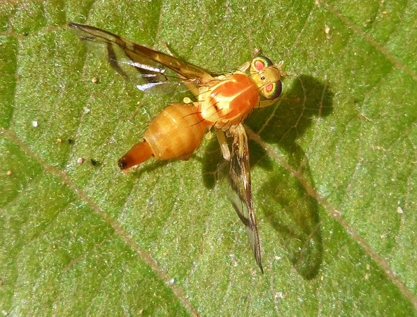 Fruit fly | Project Noah