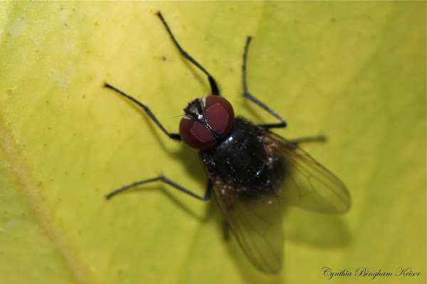 Muscid Fly | Project Noah