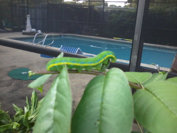 Cloudless sulfur caterpillar | Project Noah