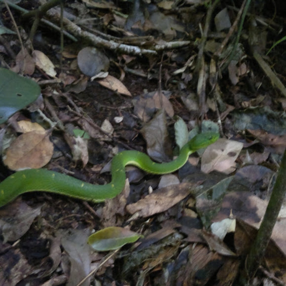 Lora Venenosa | Project Noah