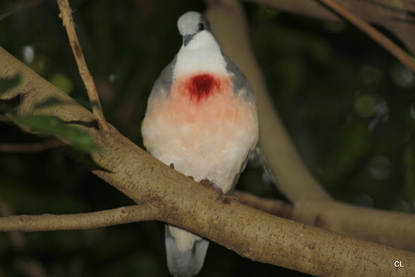 Luzon Bleeding-Heart Pigeon | Project Noah