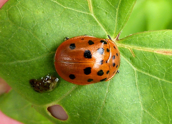 Argus Tortoise Beetle | Project Noah