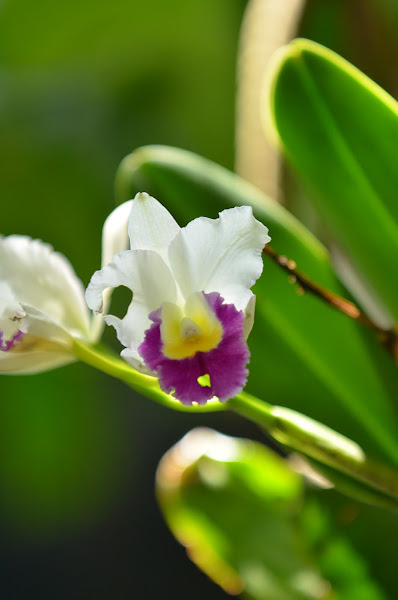 Orchid | Project Noah