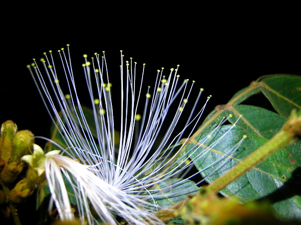 Inga tree flower (Ingazeira, Brazil) | Project Noah