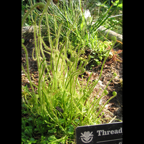 Threadleaf Sundew | Project Noah