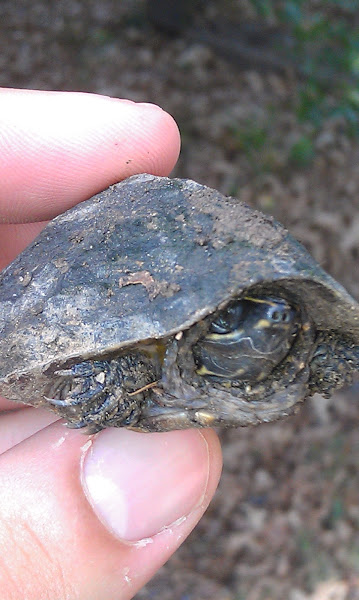 Stinkpot; Musk turtle | Project Noah